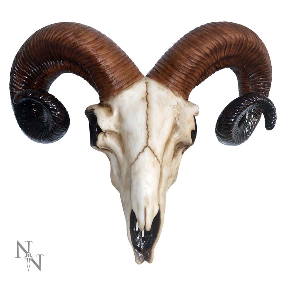 Nemesis Now Nemesis Now - Rams Skull Medium Muurdecoratie - Multicolour